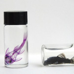 Diaphonized Pleco FISH and Non-diaphonized ANCISTRUS, Wet Specimen ...
