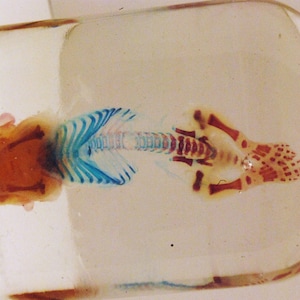 Rainbow Diaphonized Young MOUSE, Wet Specimen, Diaphonisation. - Etsy