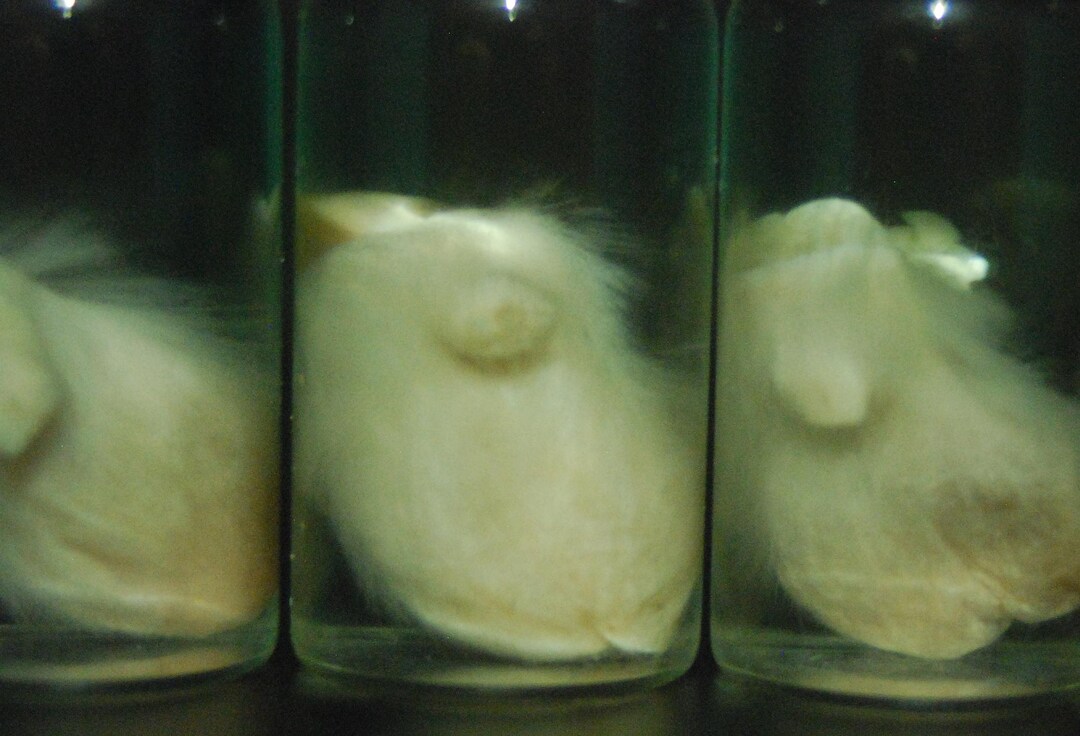 Real Tiny Ballsack With Testicles and Micropenis, Wet Specimen, Mouse ...