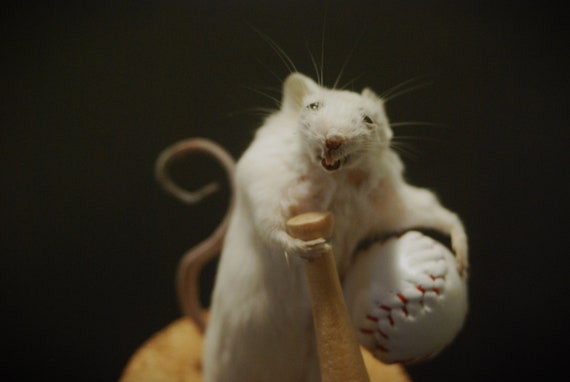 Baseball Mouse in a Glass Dome Fun Taxidermy Taxiderpy Mouse | Etsy