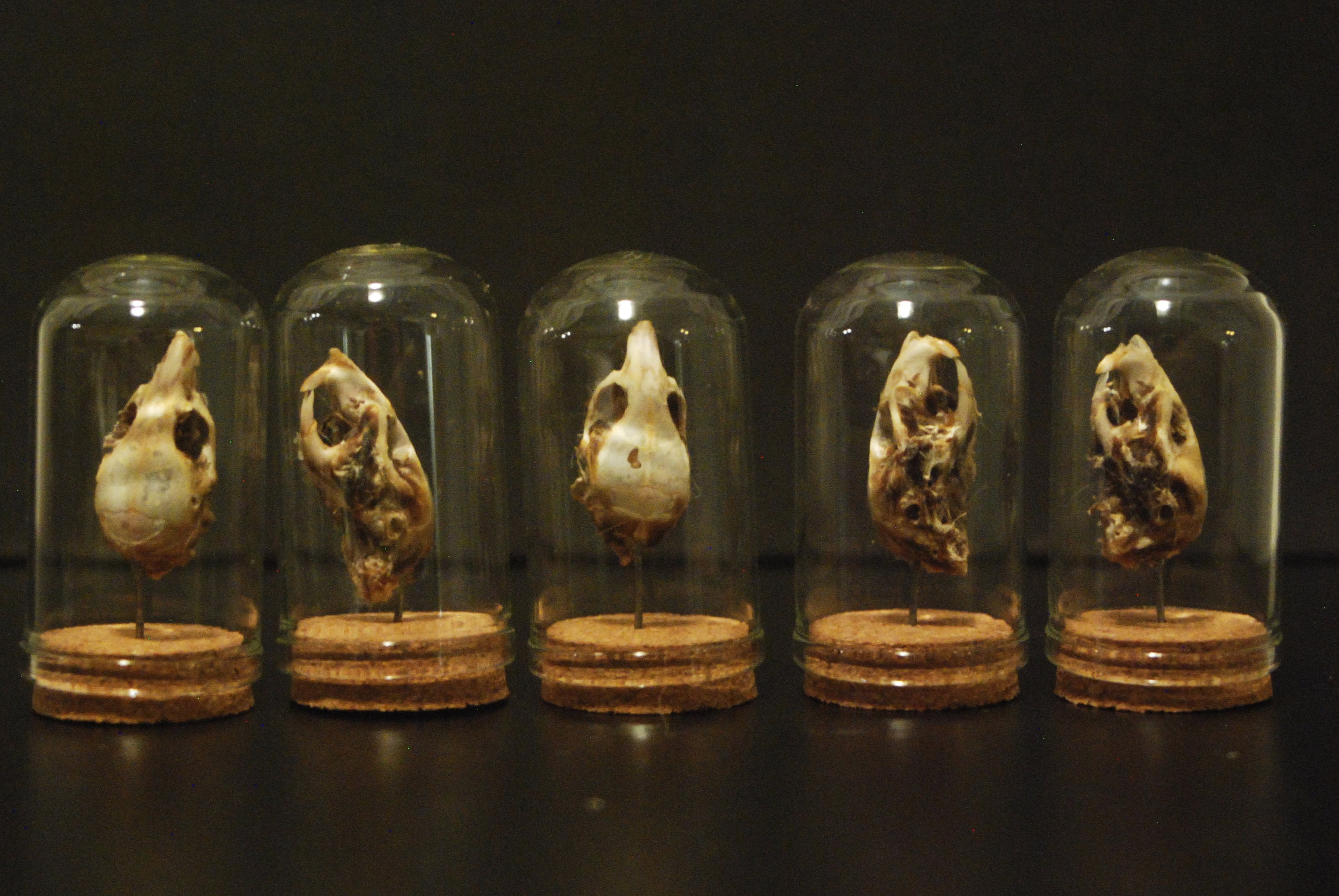 Real Mummified Mouse SKULL in a Bell Jar / Dome / Cloche. - Etsy Canada