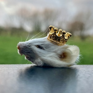 Royal Mummified Mouse Head - Etsy