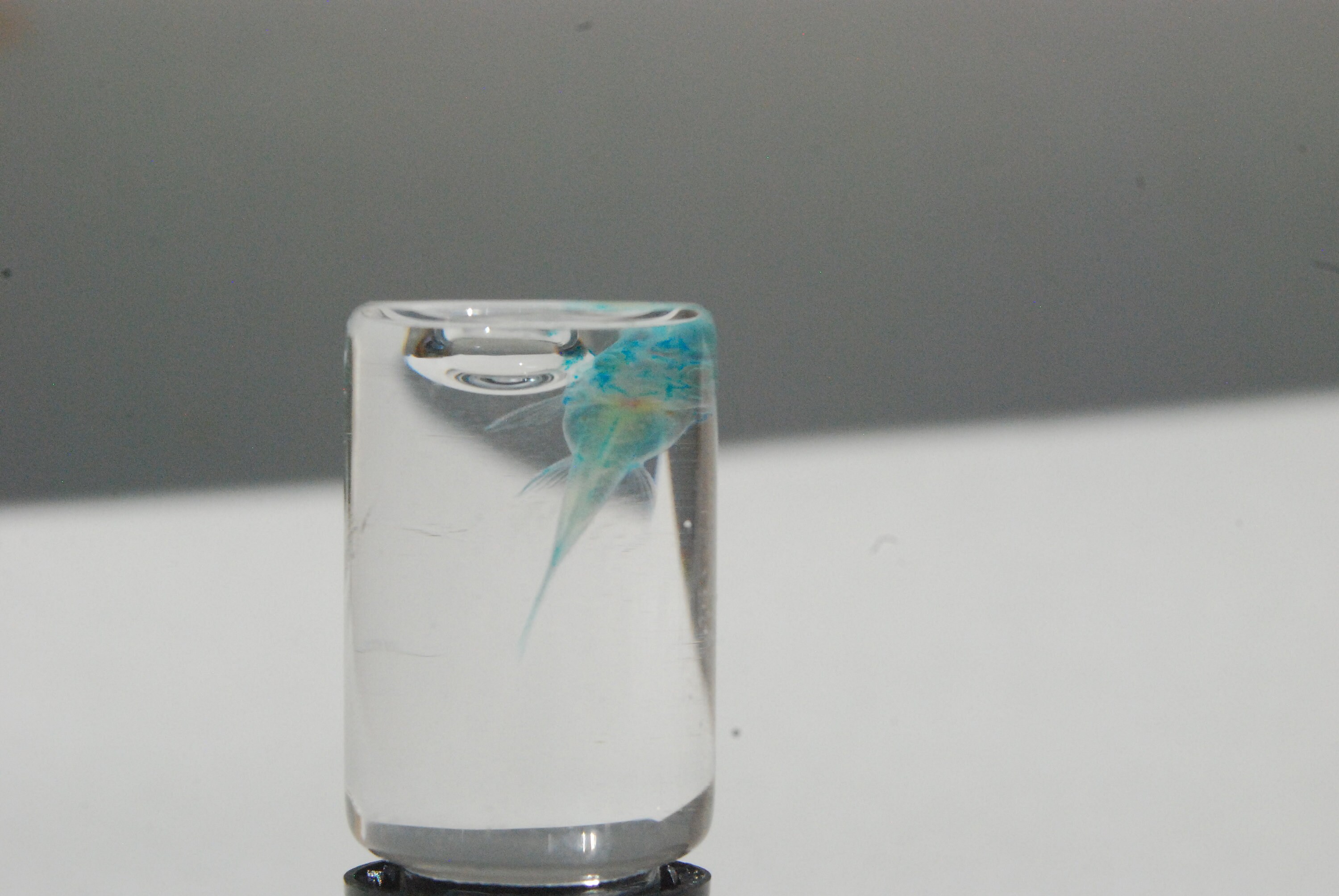 Diaphonized Pleco FISH and Non-diaphonized ANCISTRUS, Wet Specimen ...