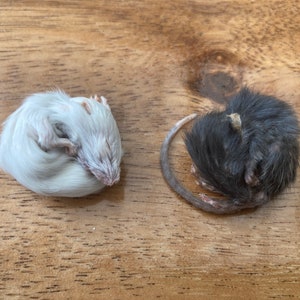 Kawaii Curled-up Baby Mouse XXS Taxidermy - Adorable Sleepy Companion ...