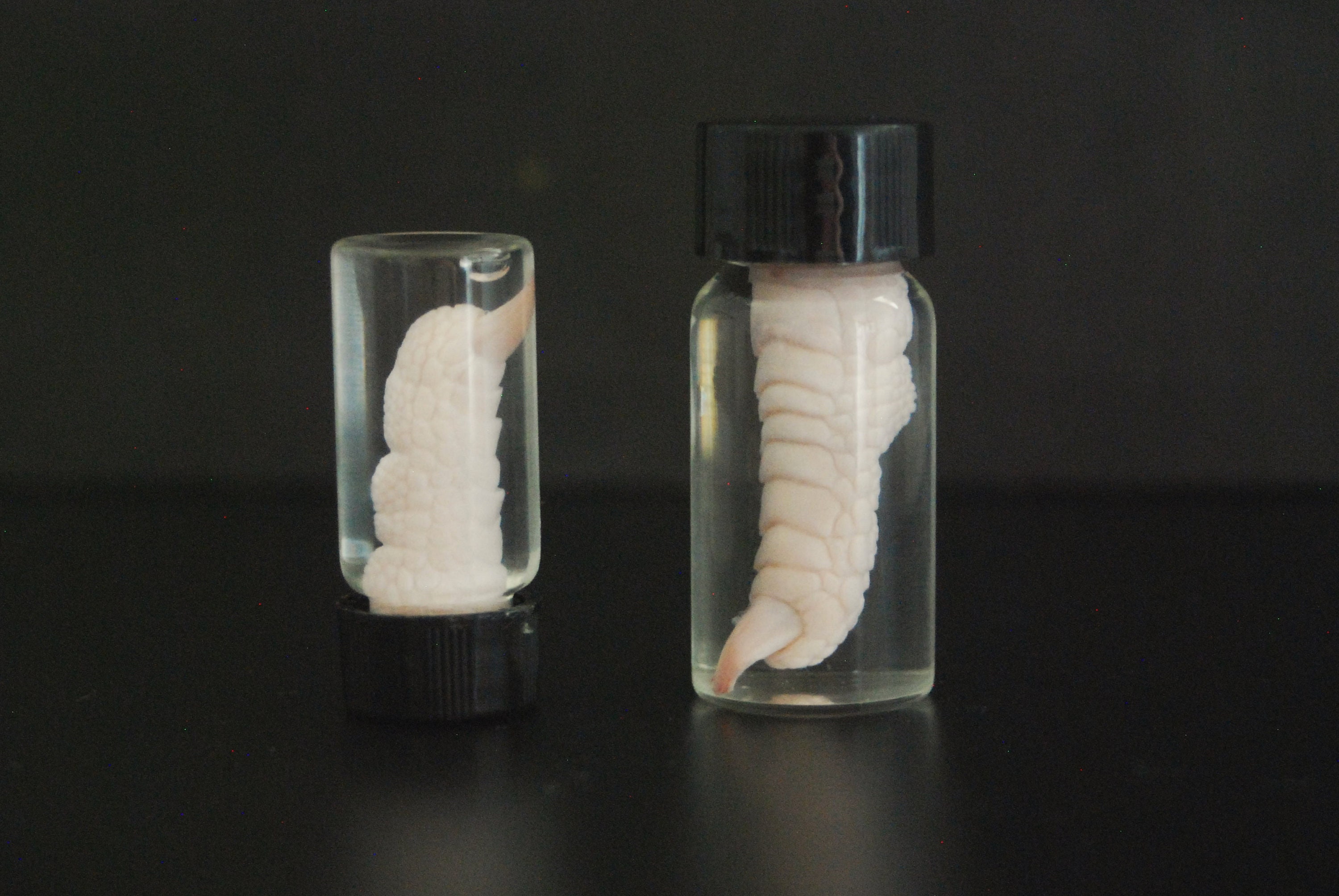 Real FINGER in a Jar. Macabre, Weird Stuff, Toe Feet Claw Bird Wet ...