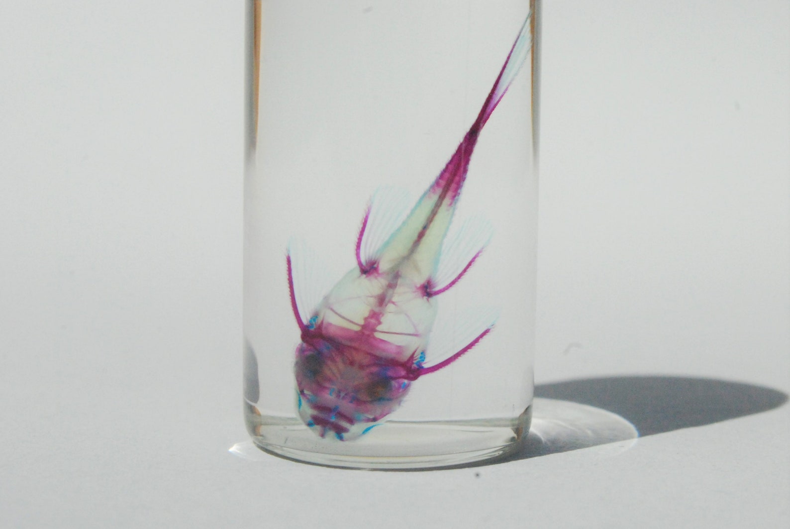 Diaphonized Pleco FISH and Non-diaphonized ANCISTRUS Wet - Etsy