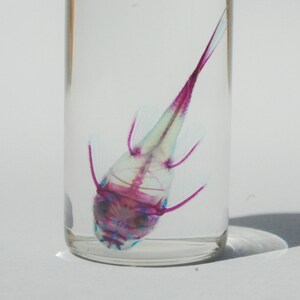 Diaphonized Pleco FISH and Non-diaphonized ANCISTRUS, Wet Specimen ...