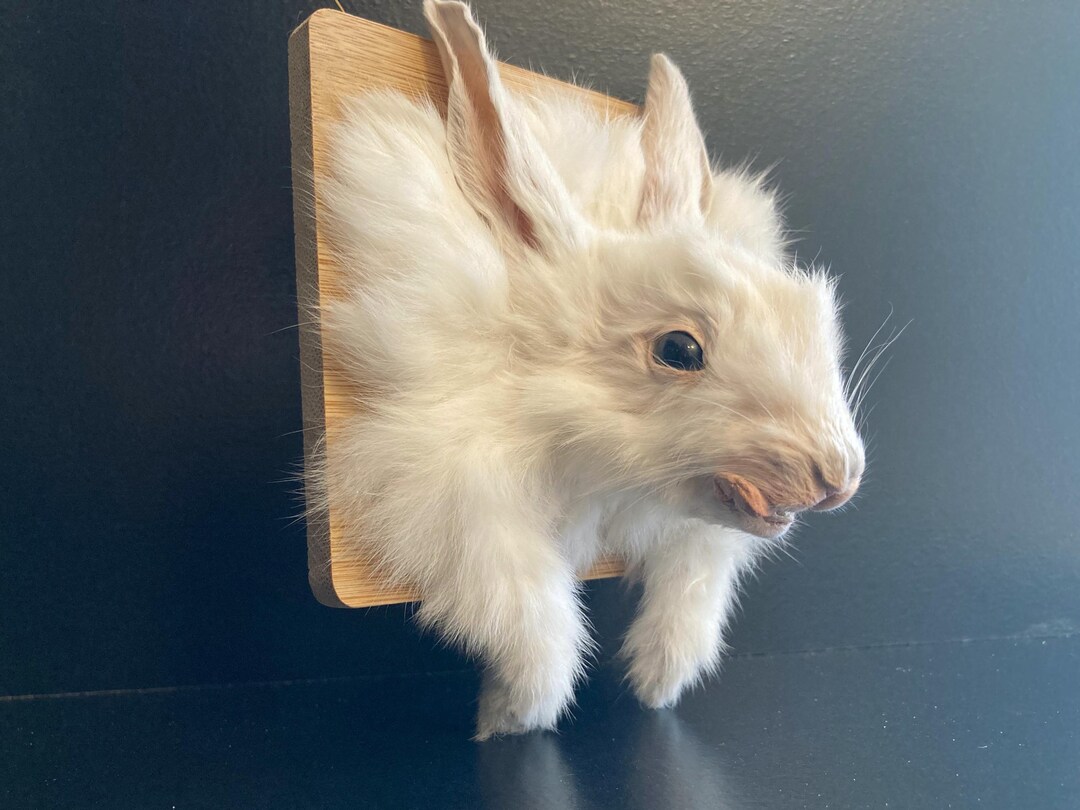 Huggable Mummified Rabbit Buste for Wall Mount Display! Taxidermy - Etsy