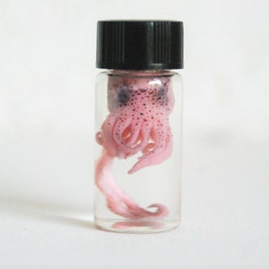 Real Cute PINK Cuttlefish in a Jar, Wet Specimen, Squid, Tentacles ...