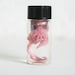 Real Cute PINK Cuttlefish in a Jar Wet Specimen Squid - Etsy