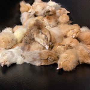 Wholesale DIY Chicken Chick Heads Skulls Mummified Taxidermy - Etsy