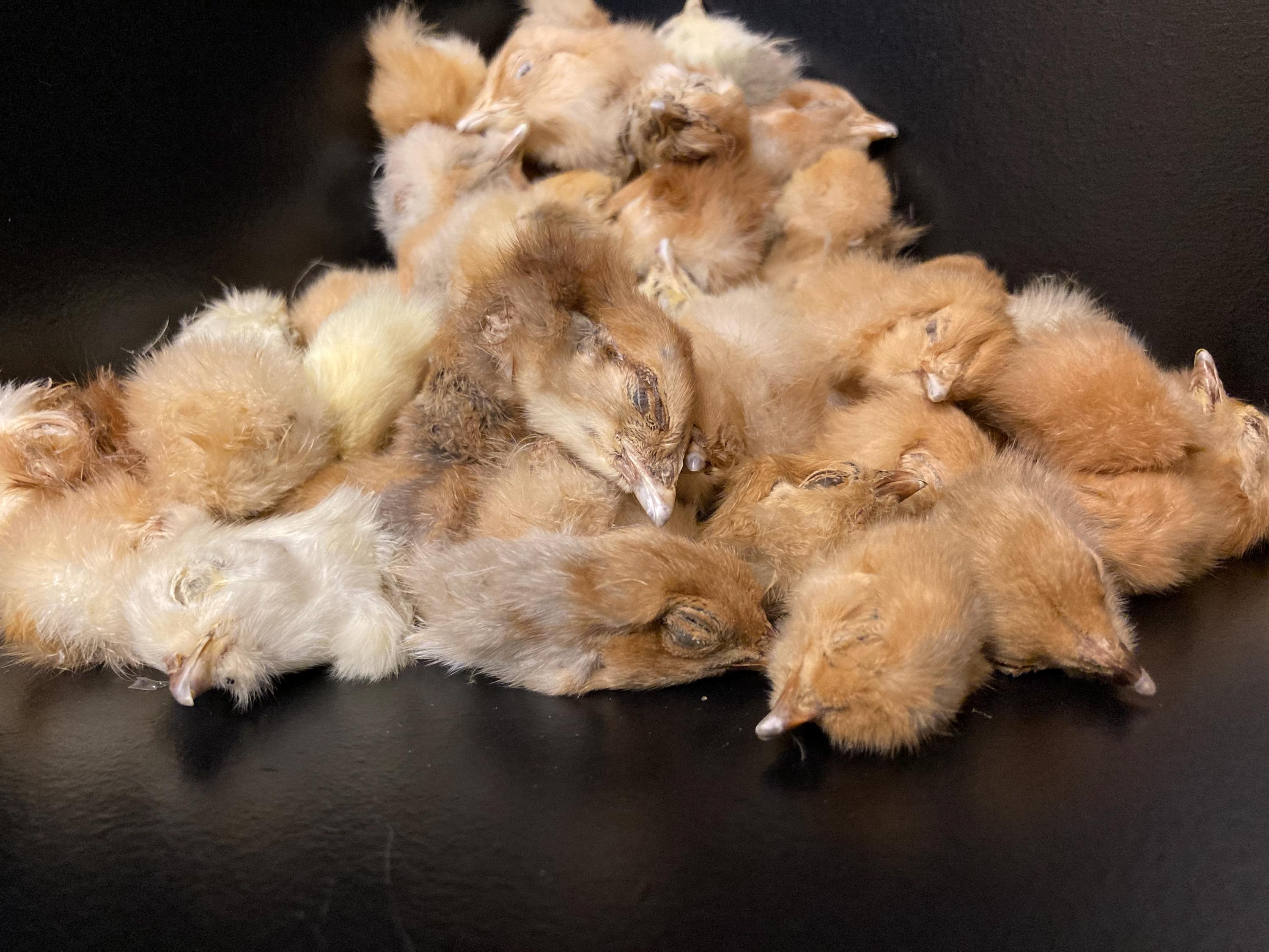 Wholesale DIY Chicken Chick Heads Skulls Mummified Taxidermy - Etsy