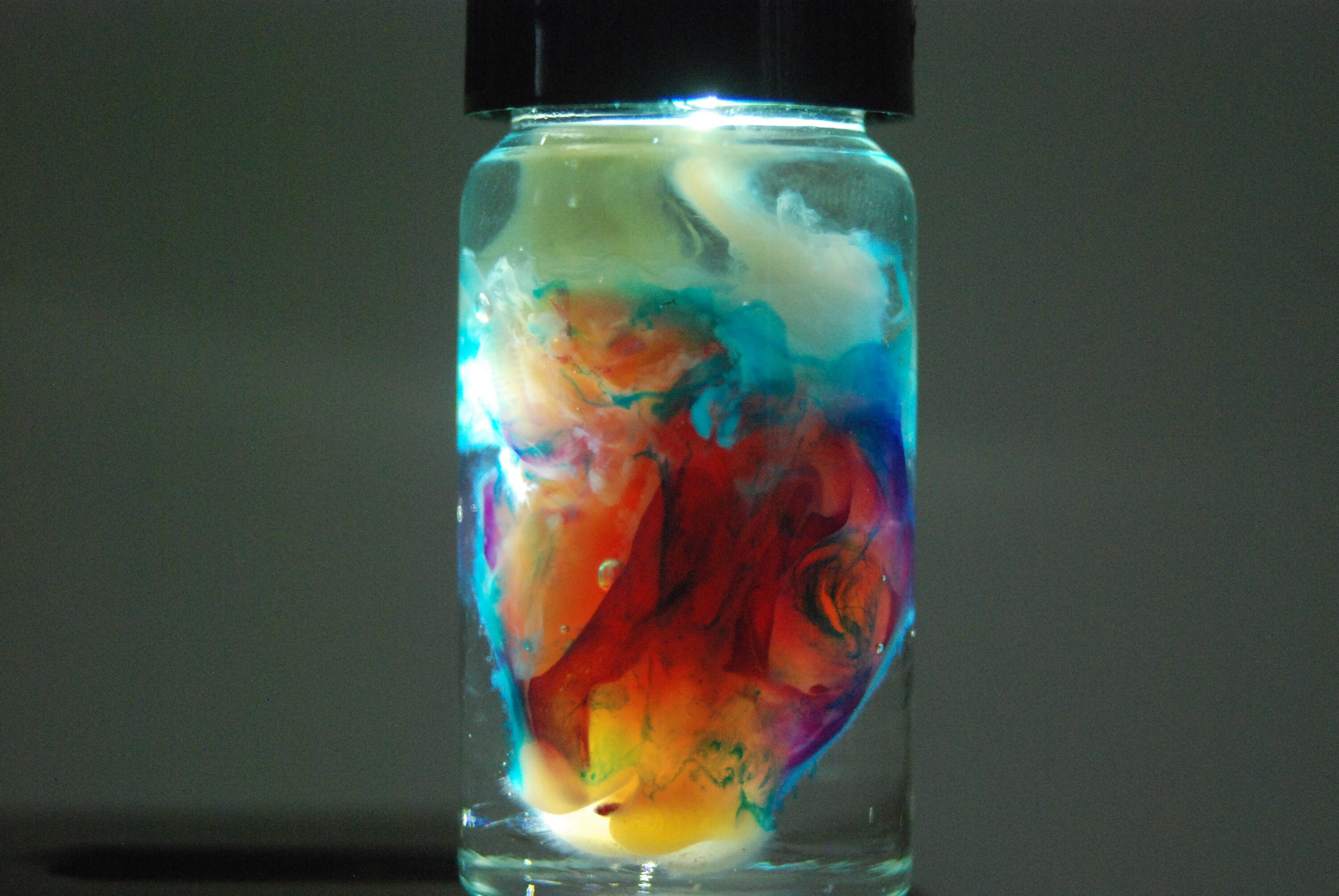 Diaphonized BUNNY SKULL Wet Specimen Diaphonization Head - Etsy