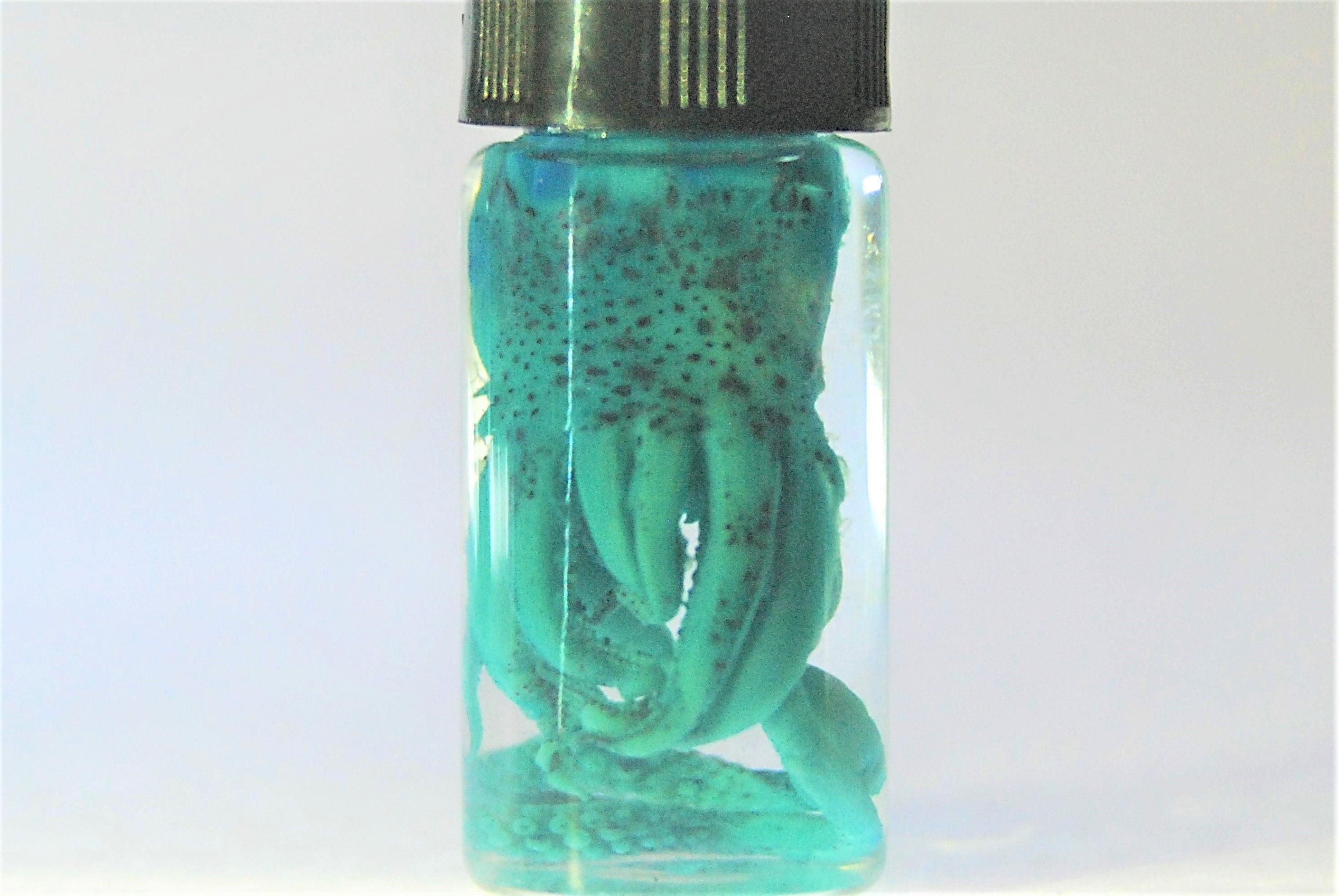 Cuttlefish Of Cthulhu