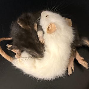 One-of-a-kind Yin and Yang Mummified Rat Art | Unique Gothic Decor ...