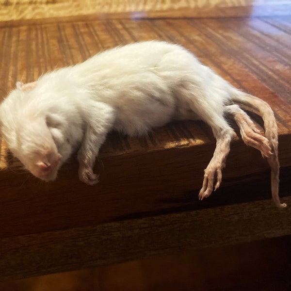 Taxidermy Rat - Etsy