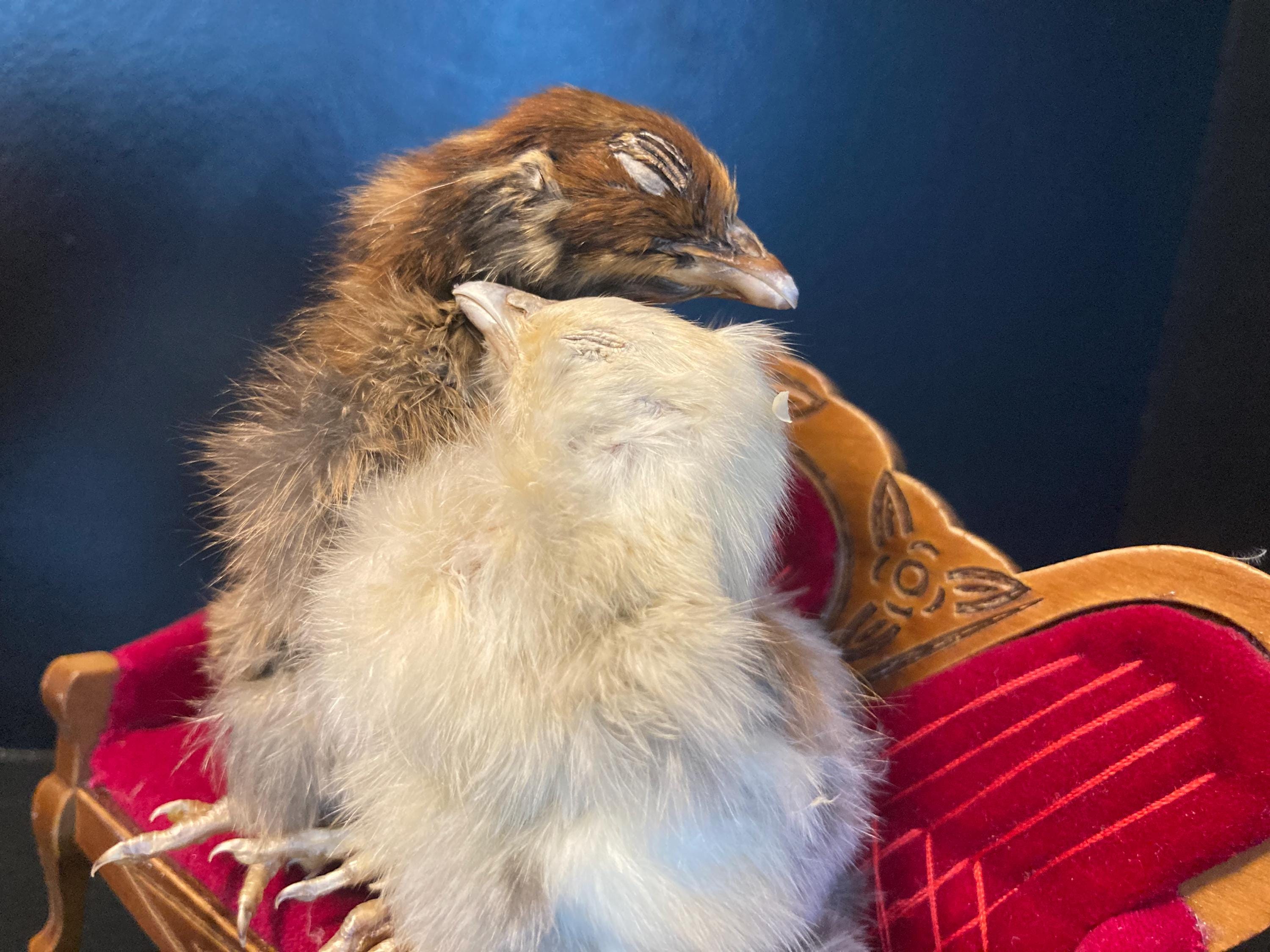Cuddling Mummified Chickens– Heartwarming, Love-inspired Freestanding ...