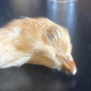 Real Baby Chicken Head in a Bell Jar / Dome / Cloche. Cheap, Cute, Tiny ...
