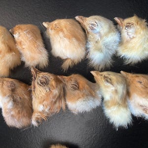 Wholesale DIY Chicken Chick Heads Skulls Mummified Taxidermy - Etsy