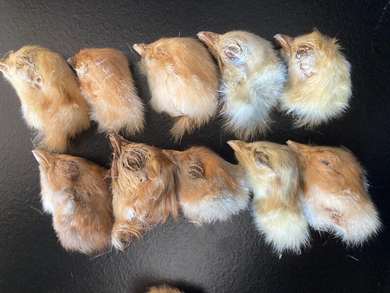 Wholesale DIY Chicken Chick Heads Skulls Mummified Taxidermy - Etsy