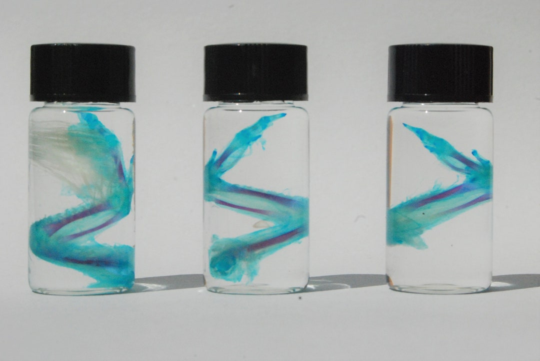 Diaphonized BIRD WING, Wet Specimen, Diaphonization Classic Purple/blue ...