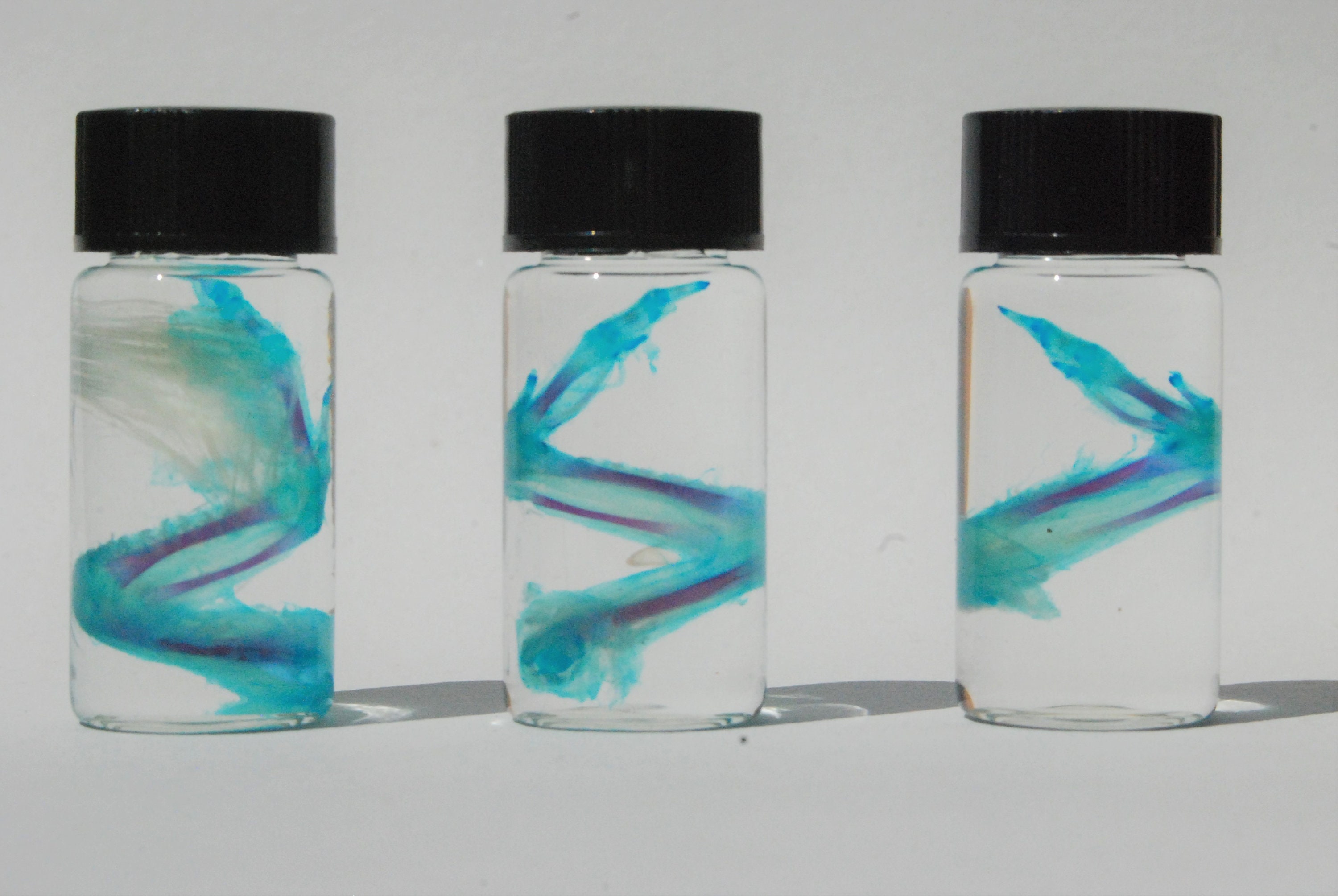 Diaphonized BIRD WING Wet Specimen Diaphonization Classic - Etsy UK