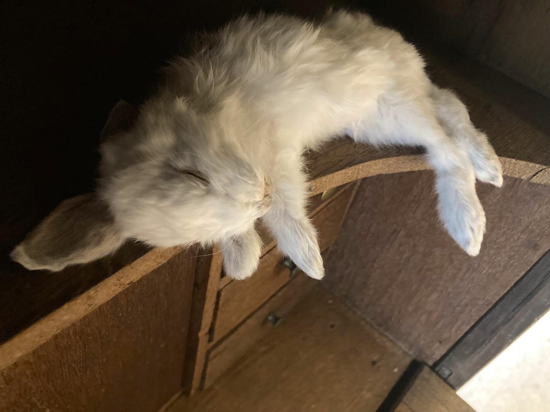 Cute Mummified Rabbit - Etsy