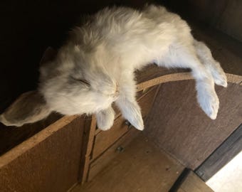 Rabbit Specimen,real Taxidermy Rabbit,science Education Home Decor ...