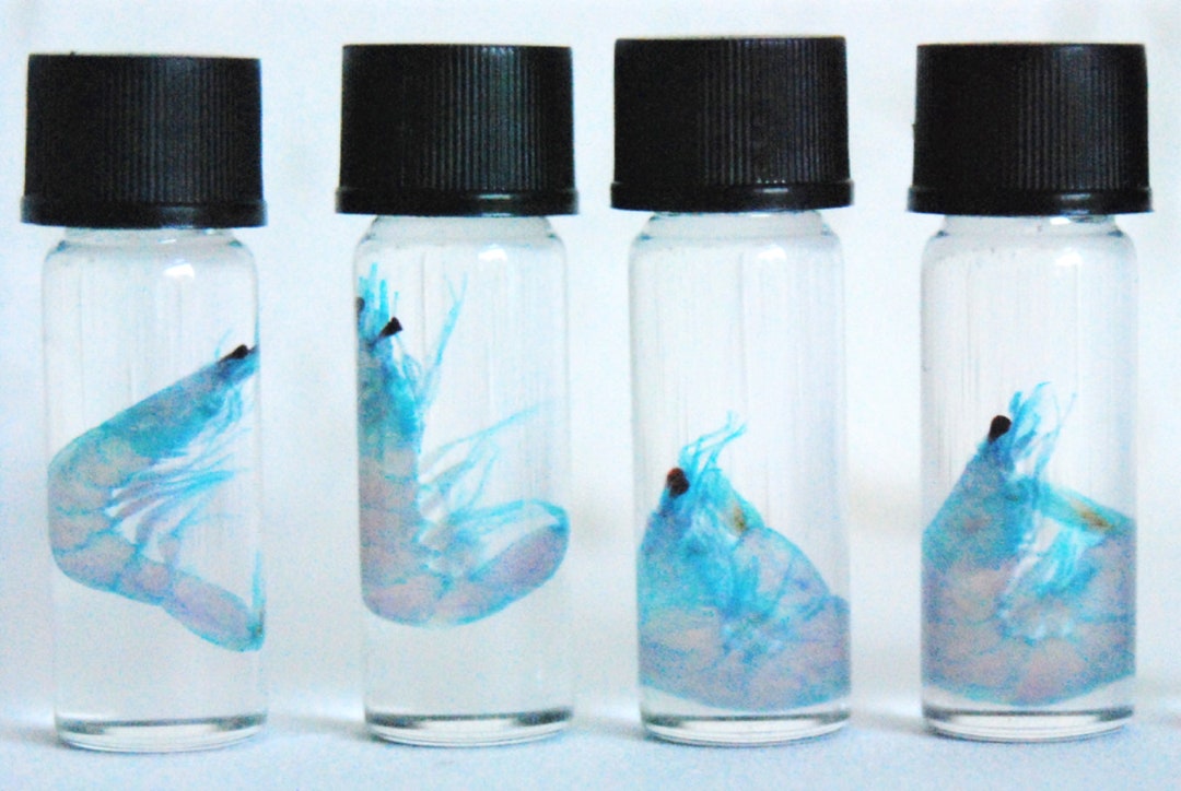 Diaphonized SHRIMP, Wet Specimen, Diaphonization Prawn, Caridea ...