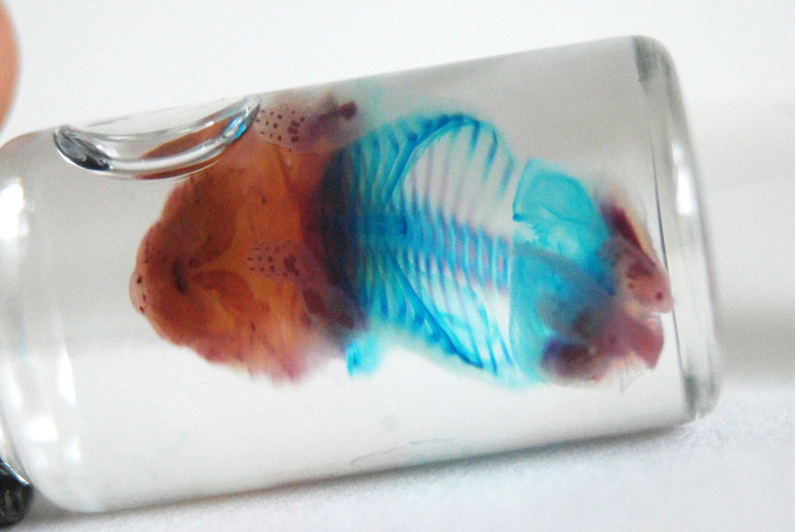 Rainbow Diaphonized Young MOUSE Wet Specimen Diaphonisation. - Etsy