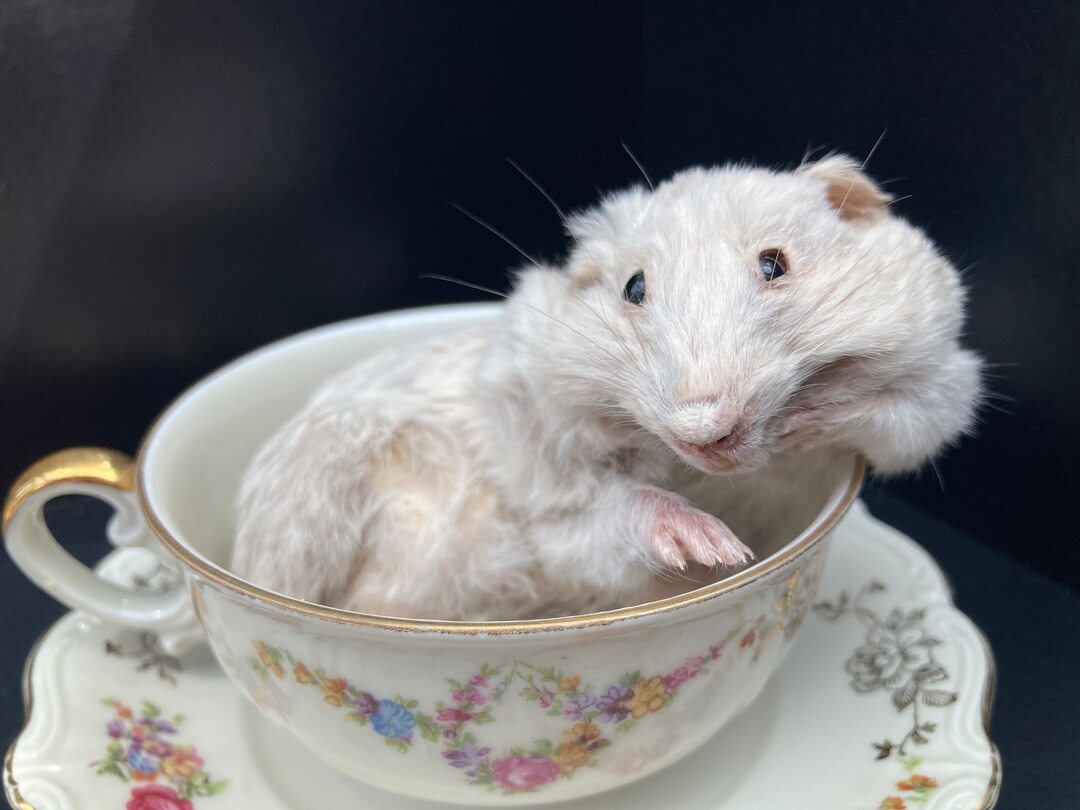 Adorable Syrian Hamster Suffed and Mummified in a Vintage Tea Cup - Etsy