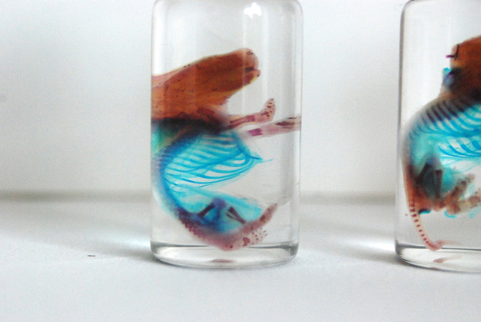 Rainbow Diaphonized Young MOUSE Wet Specimen Diaphonisation. - Etsy