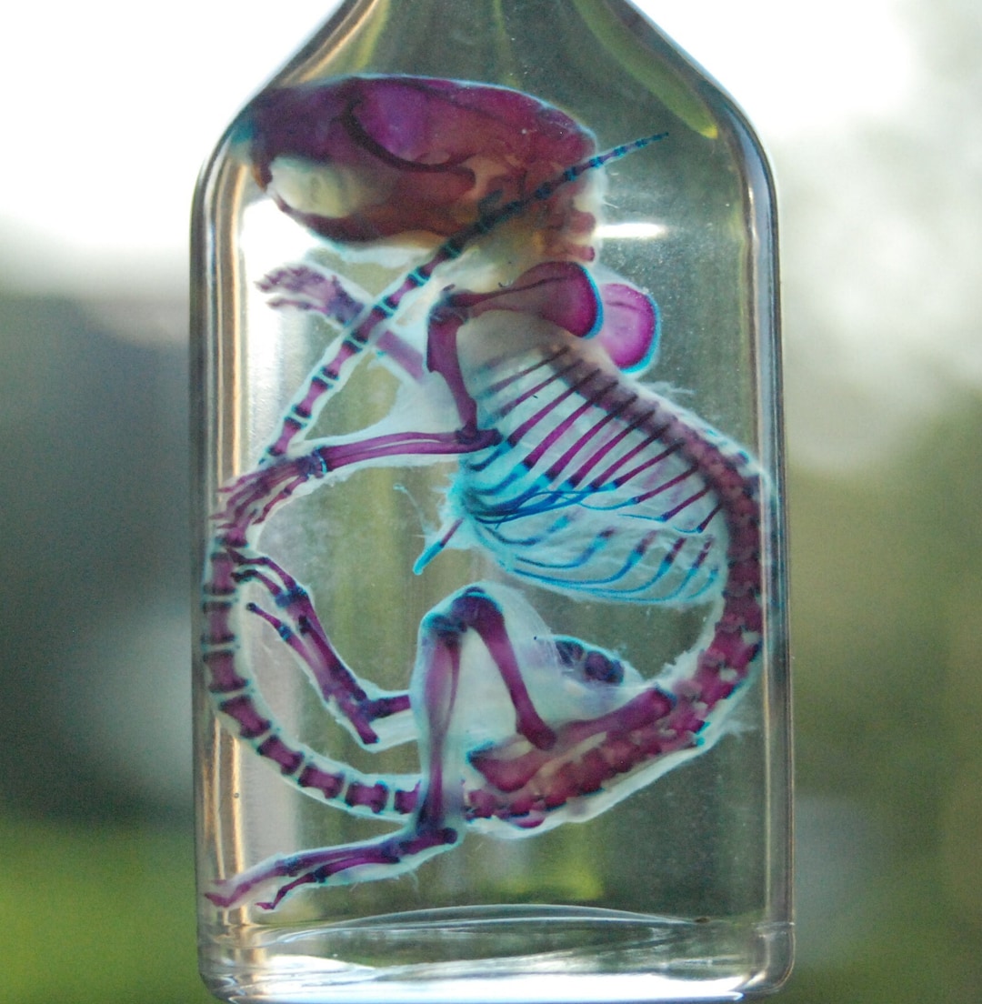 Classic Purple/blue Diaphonized MOUSE, Wet Specimen, Diaphonization. - Etsy