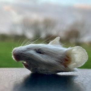 Royal Mummified Mouse Head - Etsy