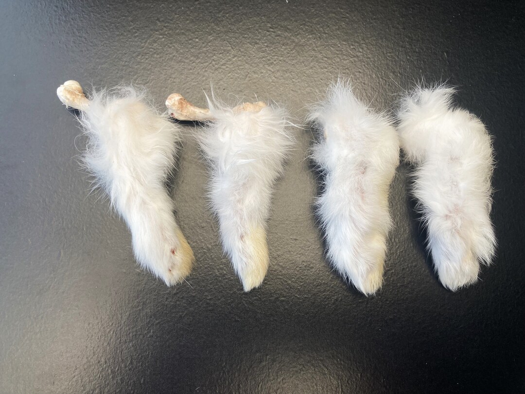 Exposed Bone Lucky Rabbit Paws Soft and Serene Fortune Charms ...