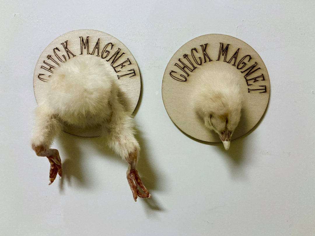 Chick Head or Butt Fridge Magnet: Taxiderpy Curiosity Decor - Etsy