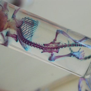 Classic Purple/blue Diaphonized MOUSE, Wet Specimen, Diaphonization. - Etsy