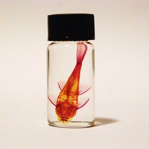 Diaphonized Pleco FISH and Non-diaphonized ANCISTRUS, Wet Specimen ...