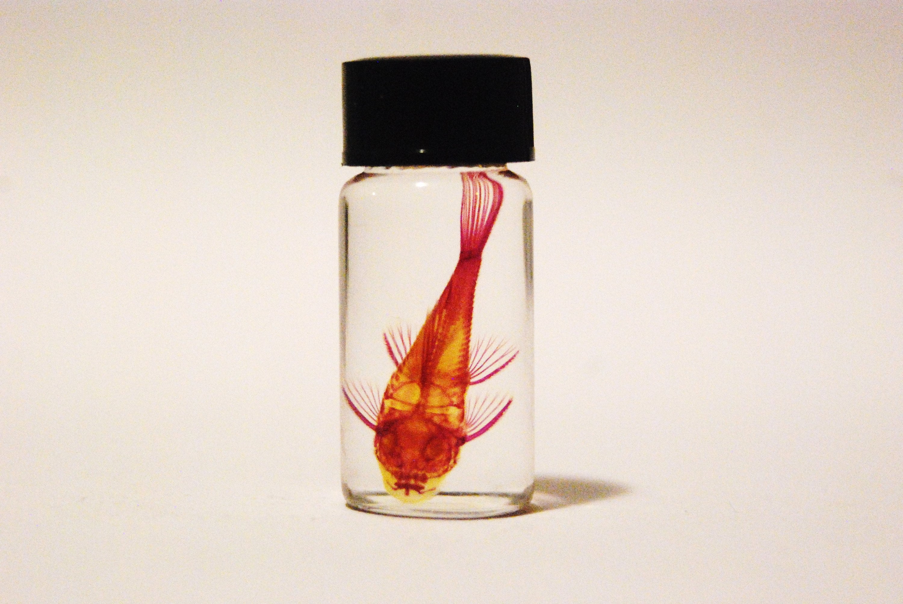 Diaphonized Pleco FISH and Non-diaphonized ANCISTRUS Wet - Etsy UK