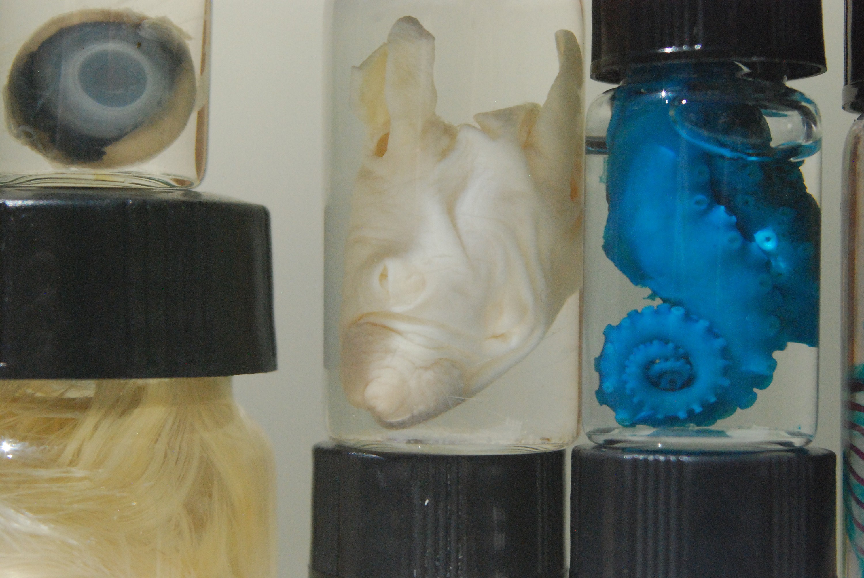 Mystery Oddity WET SPECIMEN Surprise Box Animal Kingdom - Etsy