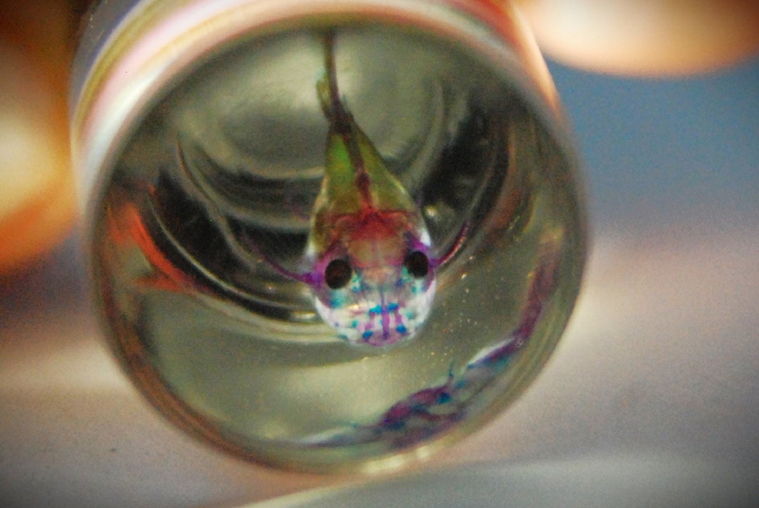 Diaphonized Pleco FISH and Non-diaphonized ANCISTRUS, Wet Specimen ...