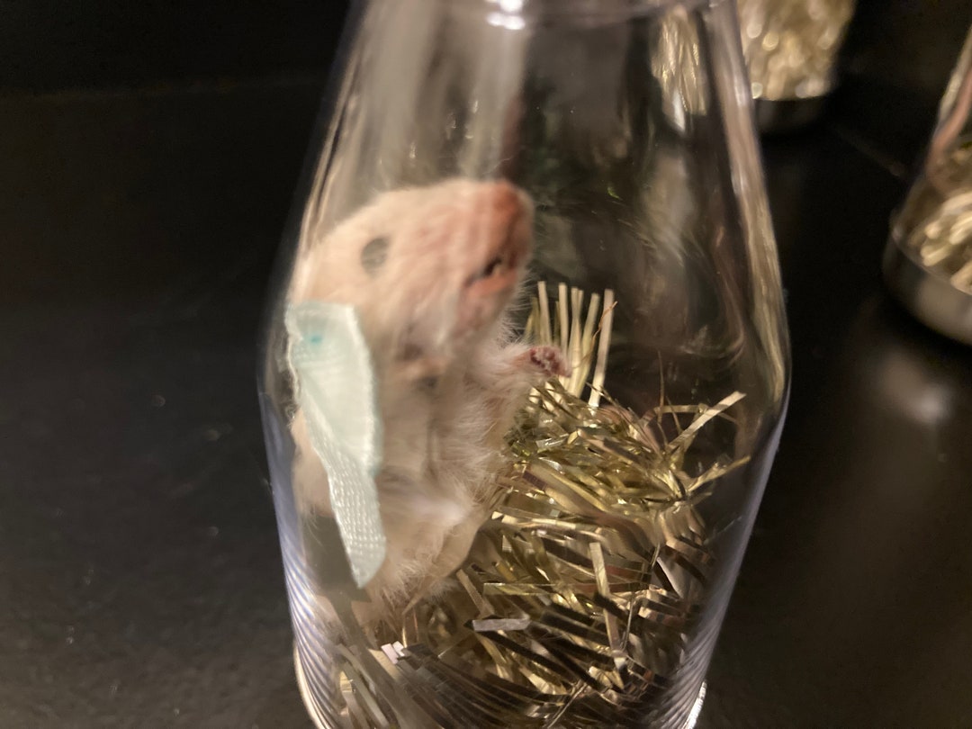 Mummified Mouse in Champagne Bottle - Ethically Sourced Holiday Decor ...