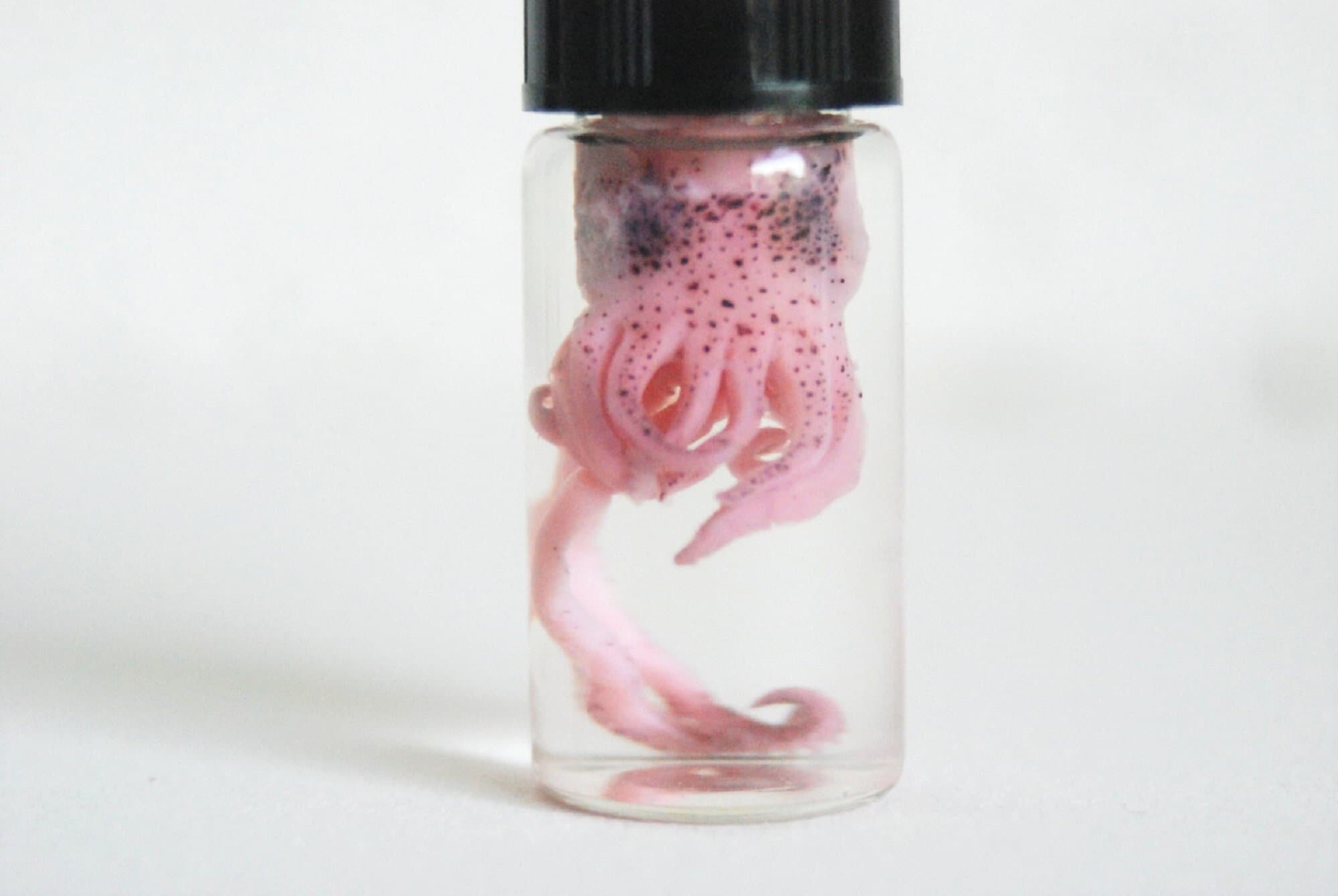 Real Cute PINK Cuttlefish in a Jar Wet Specimen Squid - Etsy