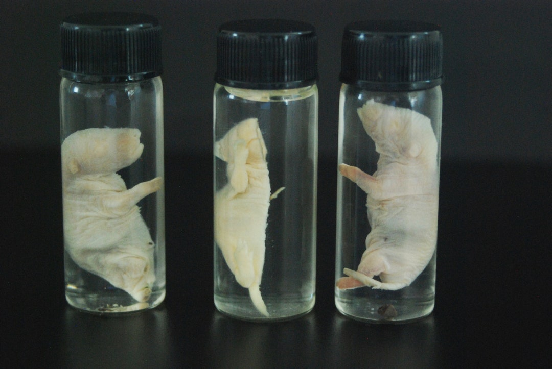 Bissected Mouse Specimen, Wet Preserved, Educational Science ...