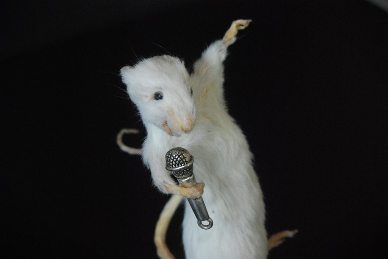 Singing Mouse Taxidermy Mice Taxidermy Band Ethically - Etsy
