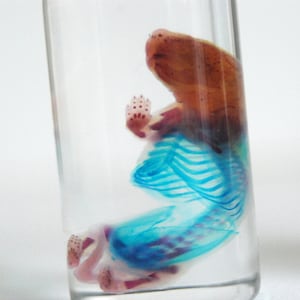 Rainbow Diaphonized Young MOUSE Wet Specimen Diaphonisation. - Etsy