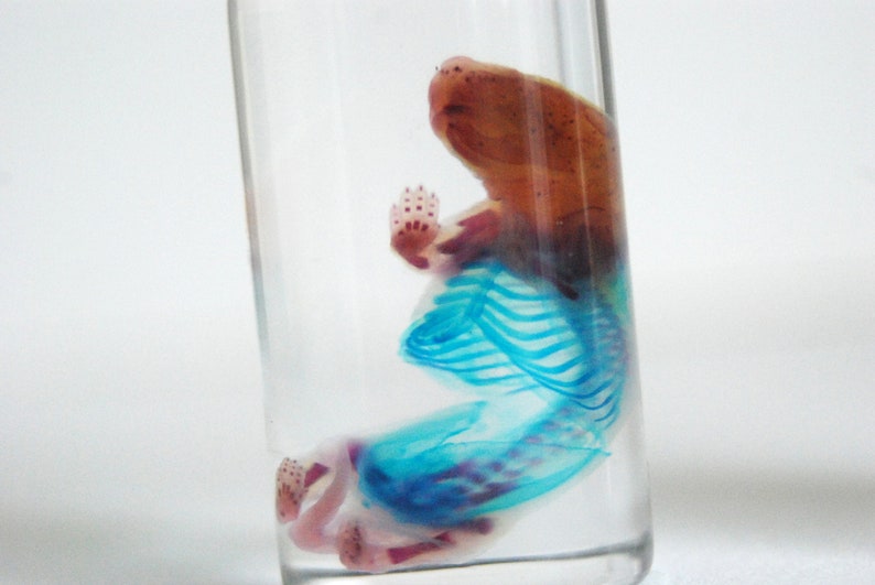 Rainbow Diaphonized Young MOUSE Wet Specimen Diaphonisation. - Etsy