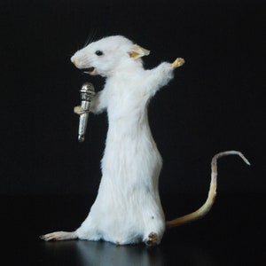 Singing Mouse Taxidermy Mice Taxidermy Band Ethically - Etsy
