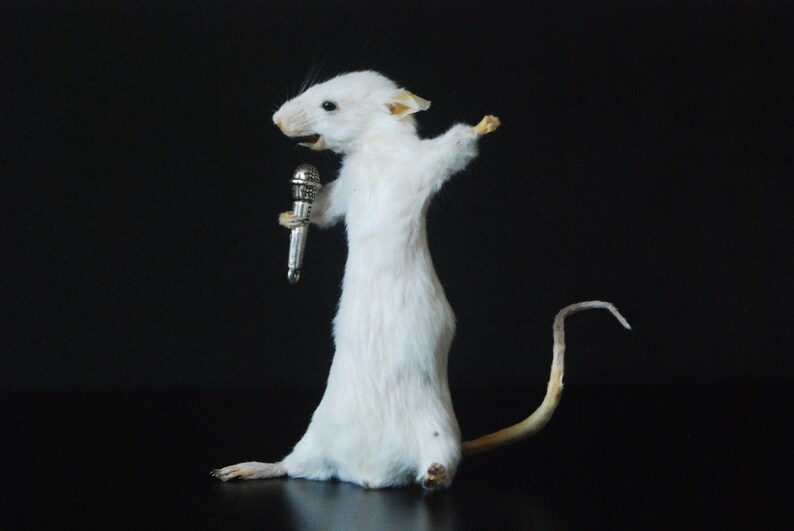 Singing Mouse Taxidermy Mice Taxidermy Band Ethically - Etsy