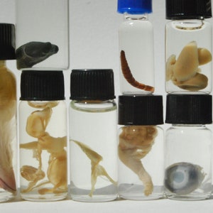 Mystery Oddity WET SPECIMEN Surprise Box - Animal Kingdom - Etsy